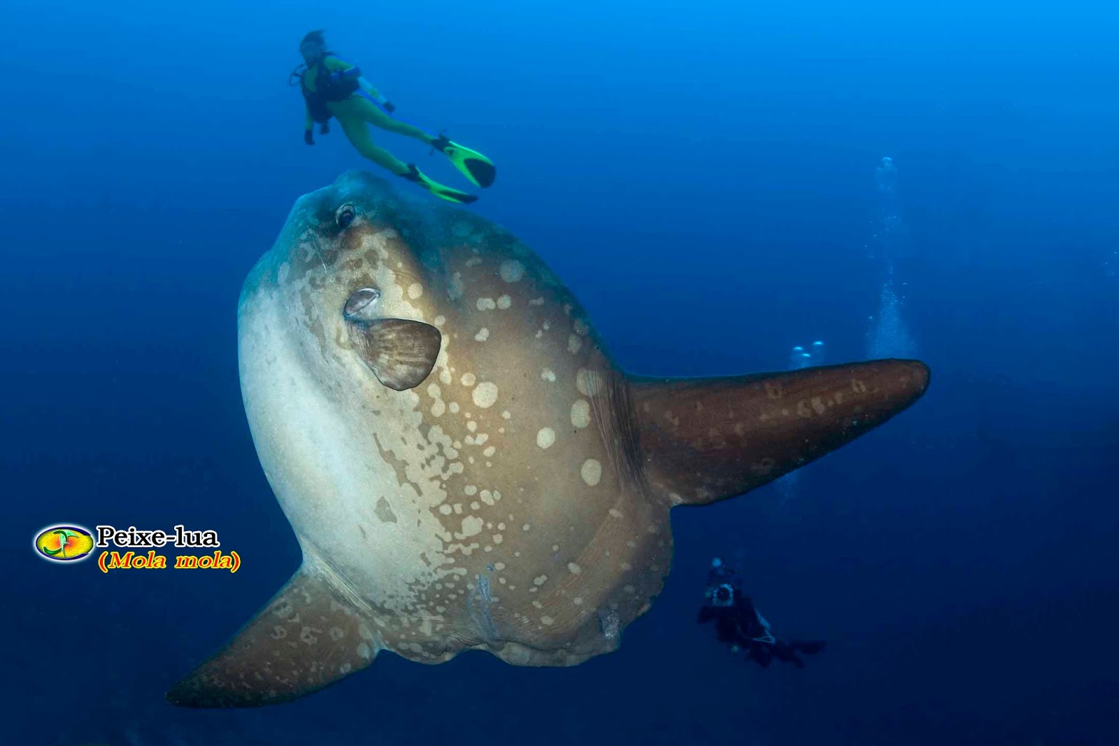 Zoologia: Peixe-lua (Mola mola)